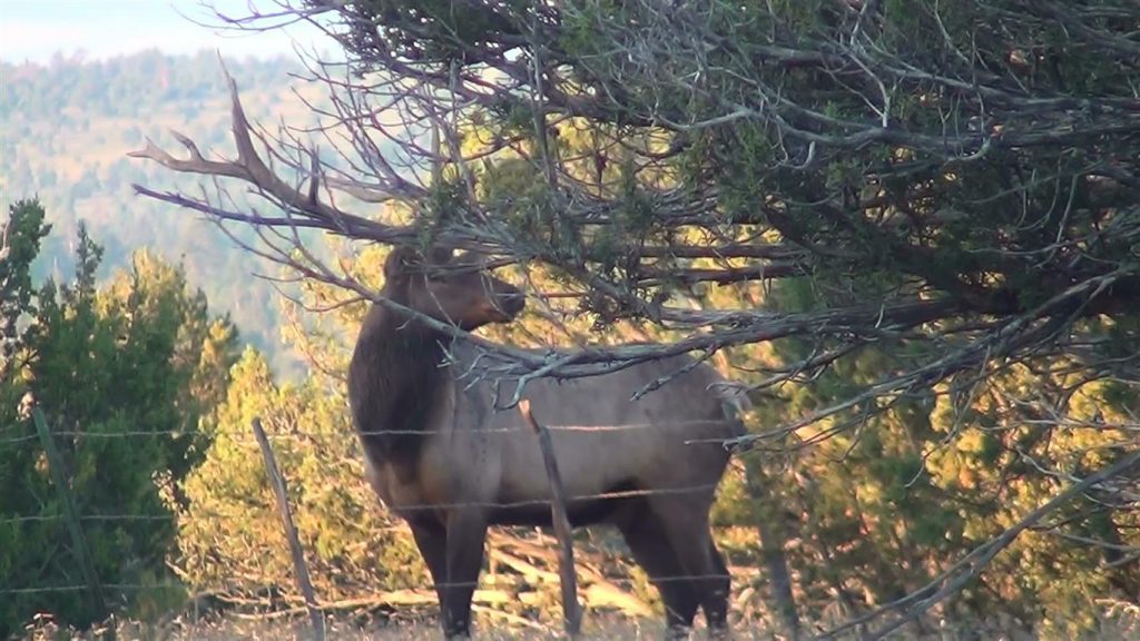 Western Big-Game Tag Draws: Separating Facts From Fiction - NSSF Let's ...