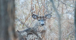 Master Deer Hunting: How to Read Land in Various Terrains