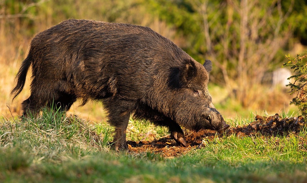 5 Reasons to Hunt Hogs This Summer