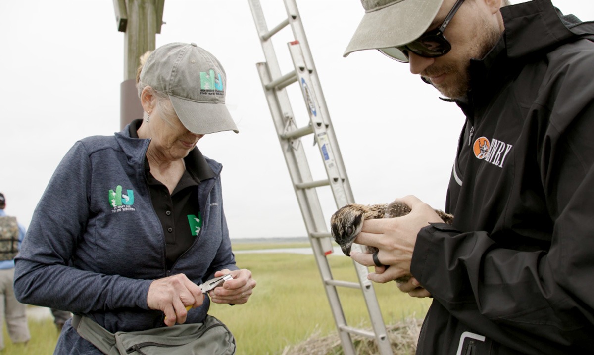 Osprey Restoration: Understanding Excise Taxes & Wildlife Conservation - NSSF Let's Go Hunting